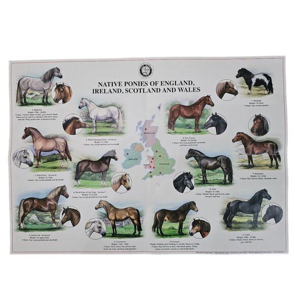 Compass Books | Art | Native Ponies Of England Ireland Scotland And ...